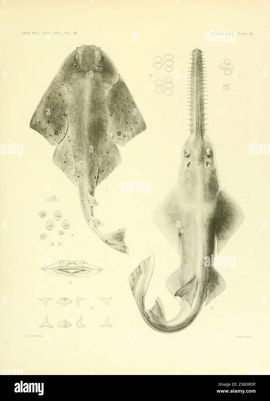 The Plagiostomia Sharks skates rays Cambridge U.S.A. Printed for the ...
