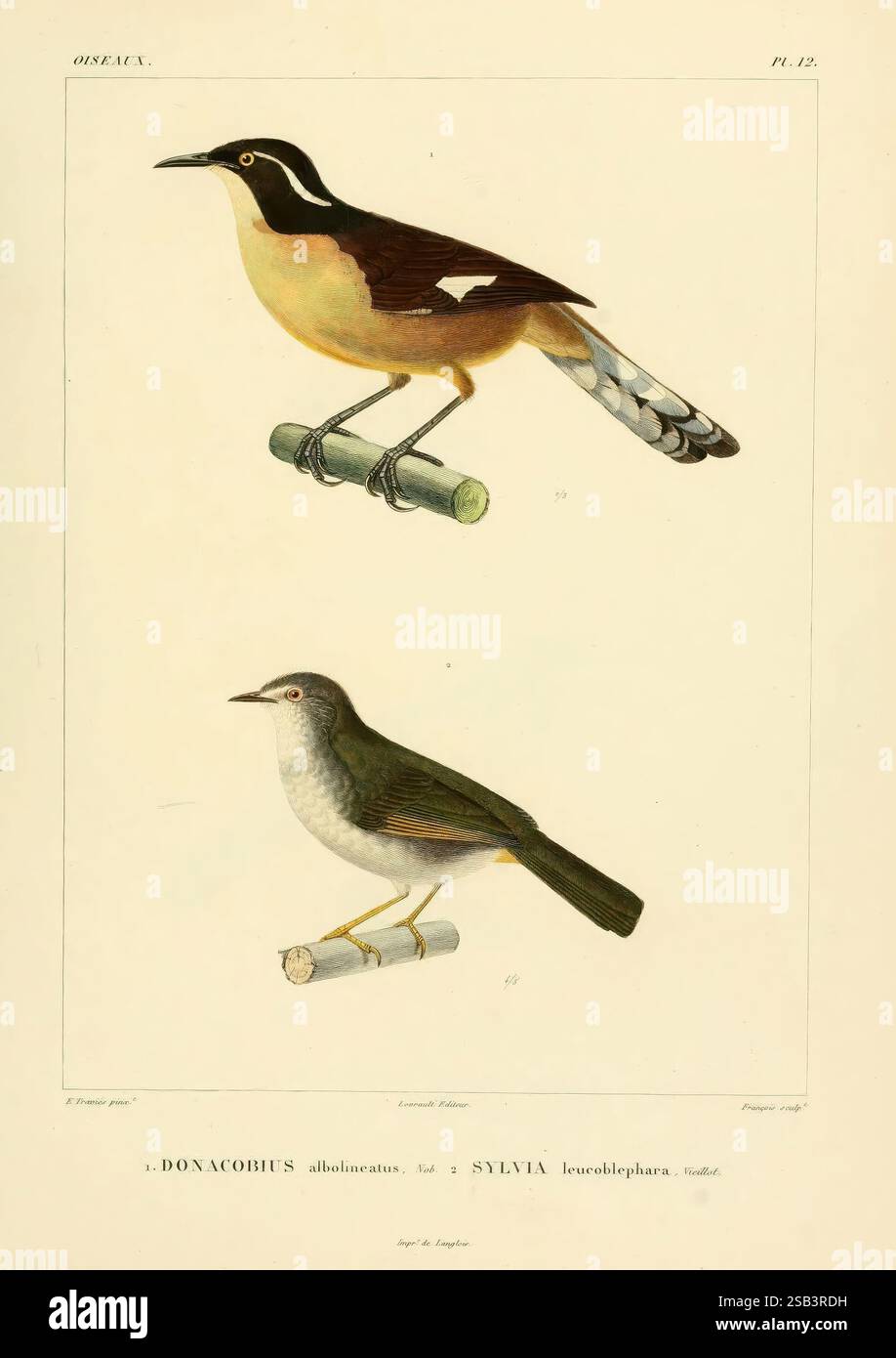 Detailed illustration features two distinct bird species rendere hi-res ...