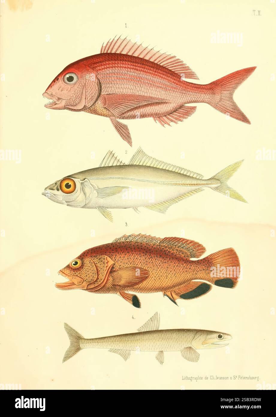 Atlas des poissons vénéneux S.-Peterburg, Tipografïia V.S. Balasheva ...