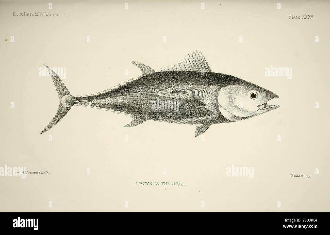 The, fishes, of, Great Britain, and, Ireland, Edinburgh, Williams, and ...