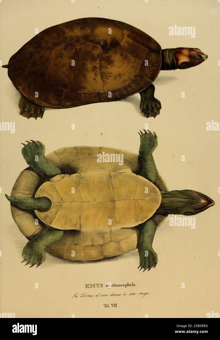 Animalia, Nova sive species novae testudinum et ranarum, Monachii, F.S ...