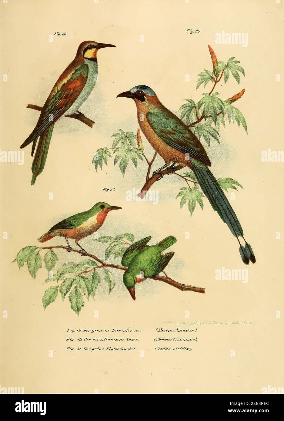 Upper right bird displays hi-res stock photography and images - Alamy