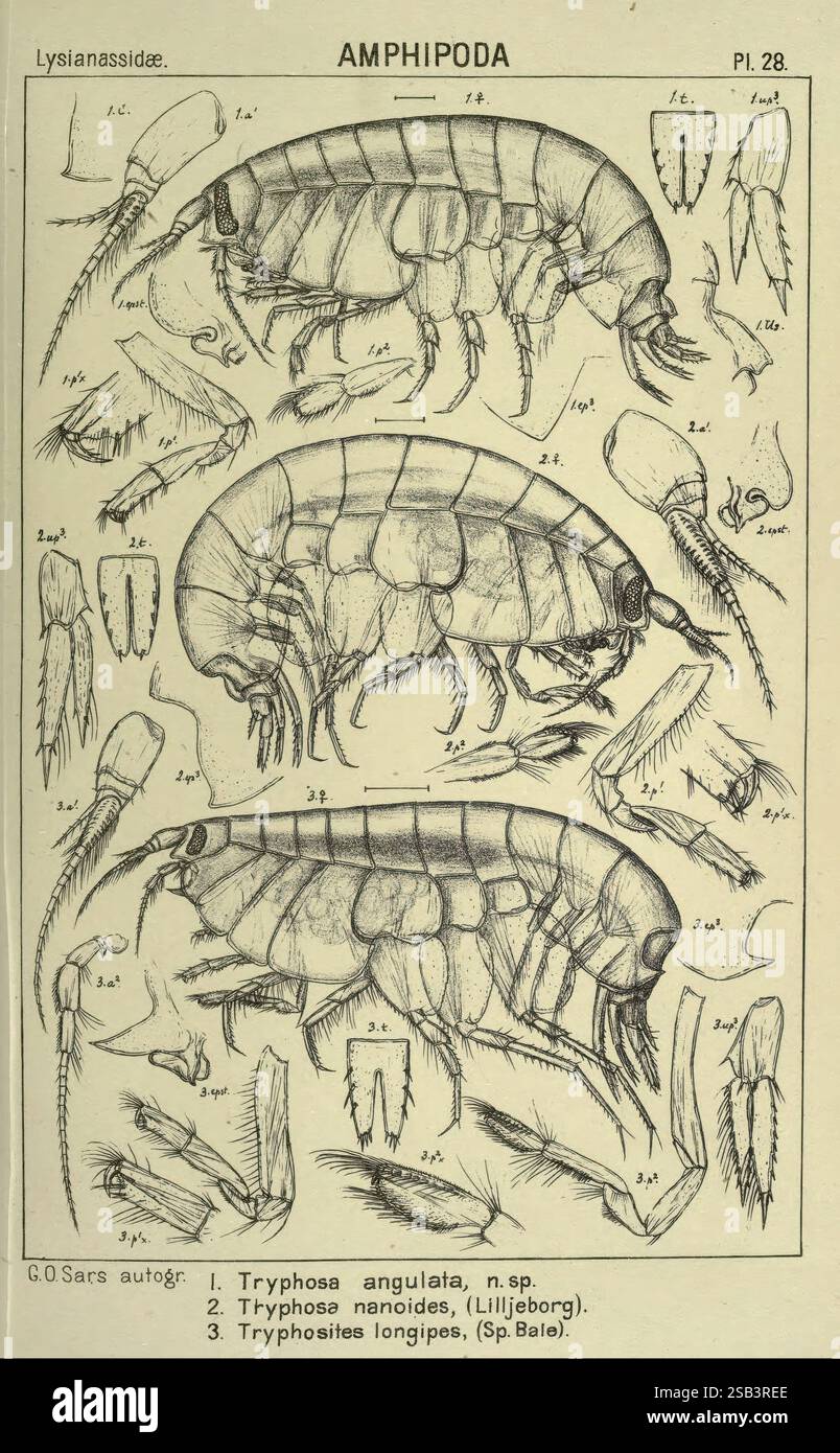 Top section presents different appendages hi-res stock photography and ...