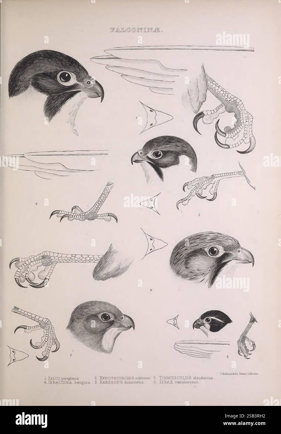 Falcons unique characteristics hi-res stock photography and images - Alamy