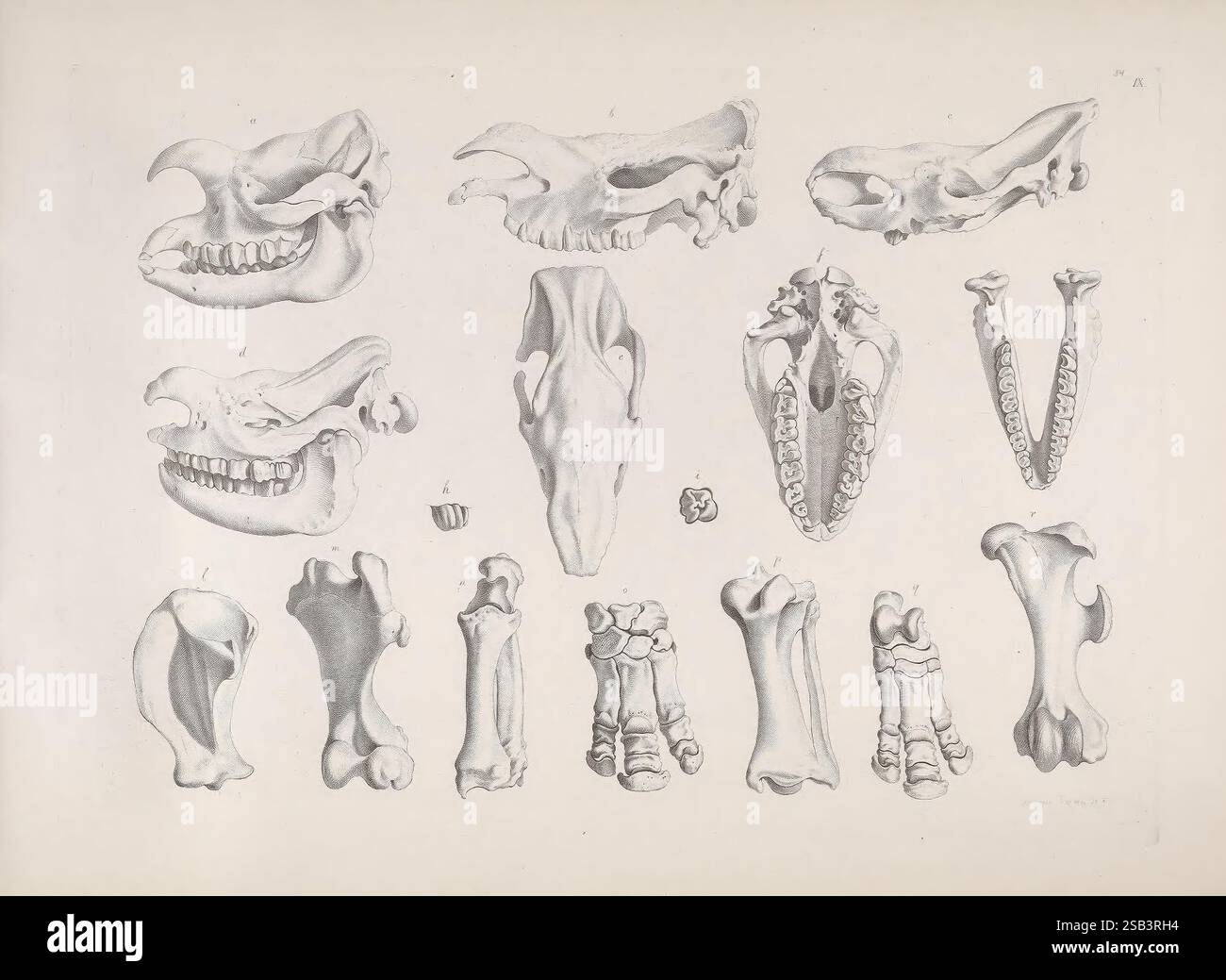 Various skull types hi-res stock photography and images - Alamy