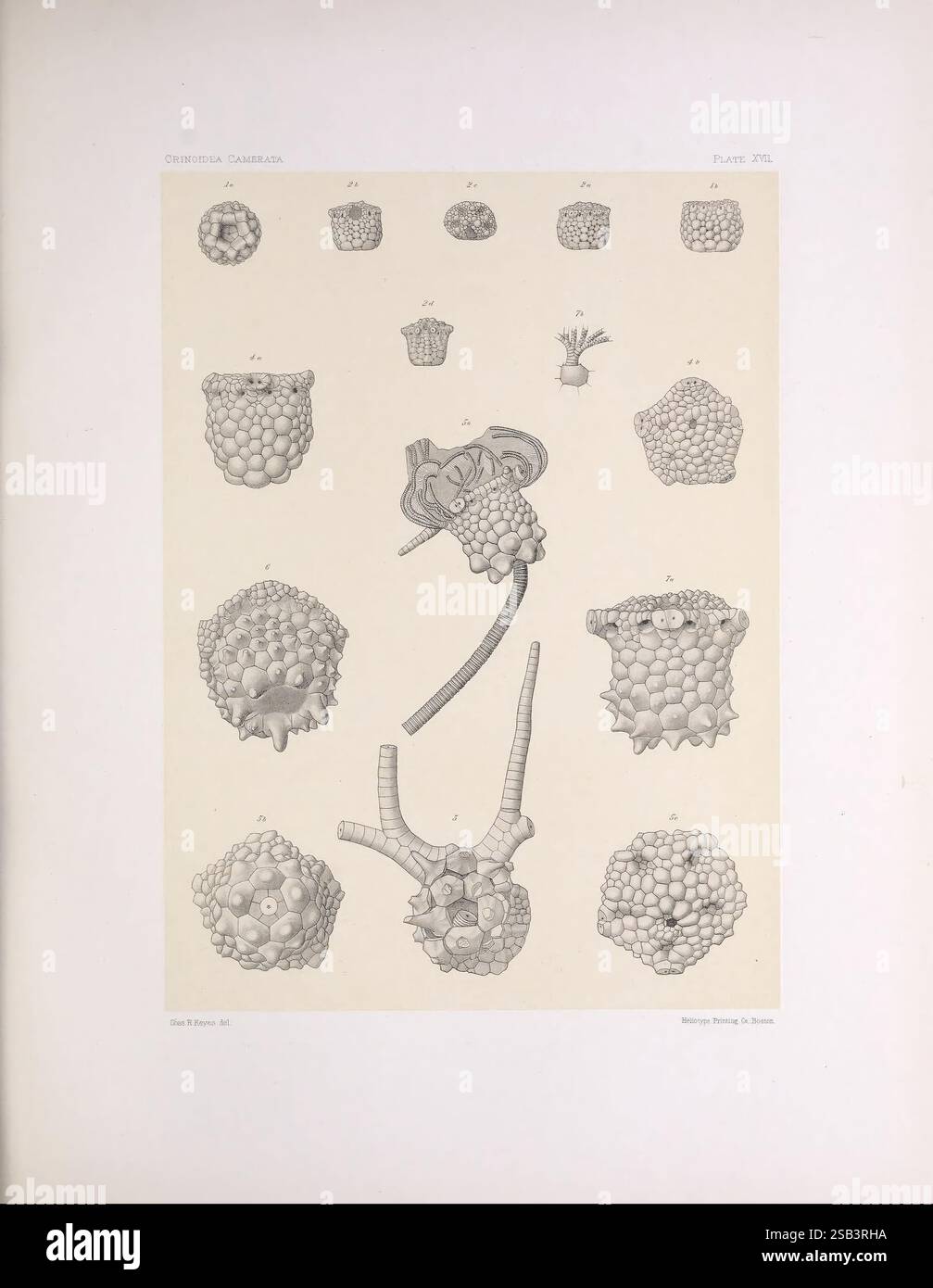 The North American Crinoidea camerata, Cambridge, U.S.A, 1897, north ...