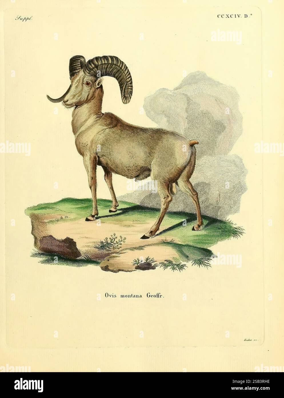 Ovismontana hi-res stock photography and images - Alamy