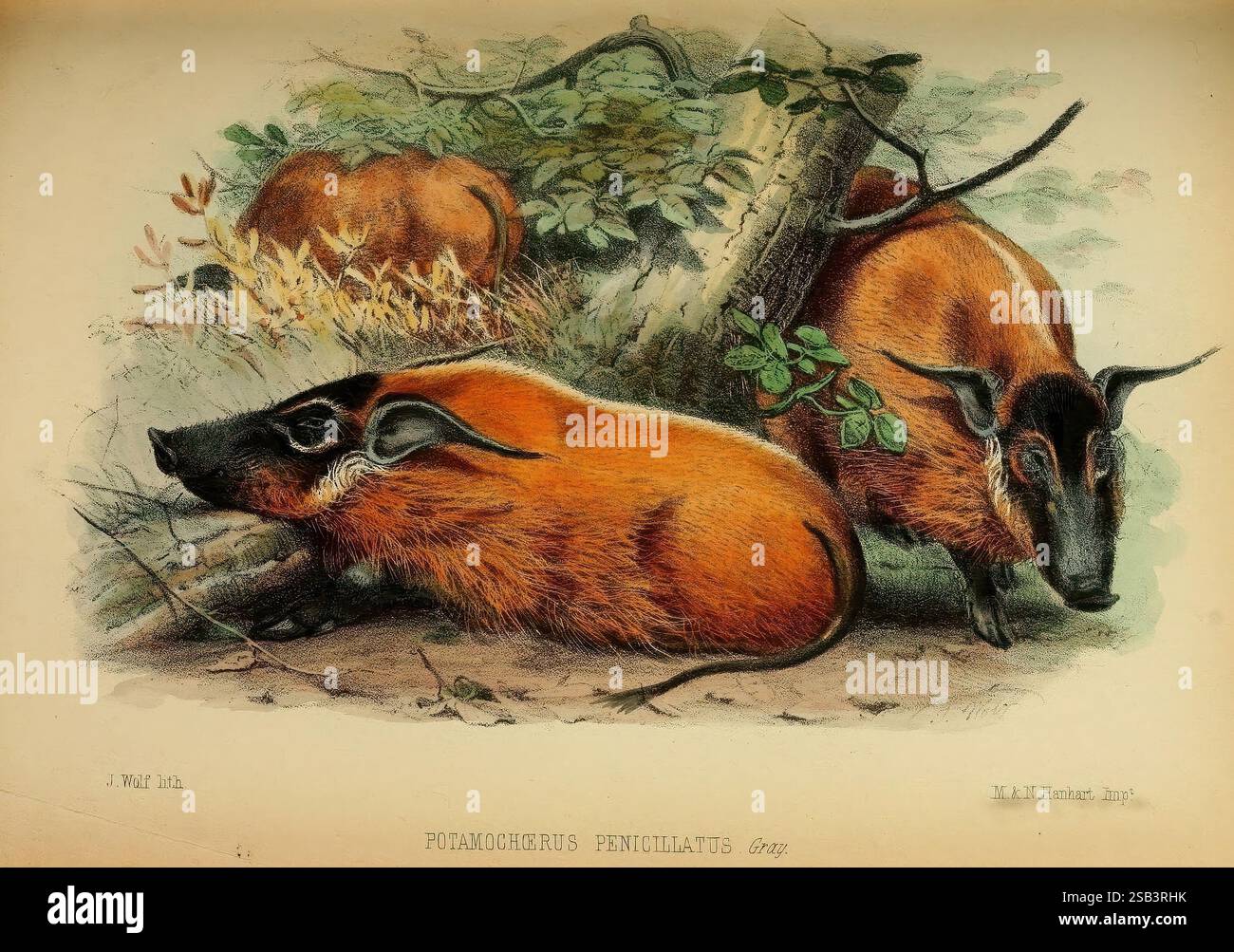 1833 1965 hog periodicals hi-res stock photography and images - Alamy