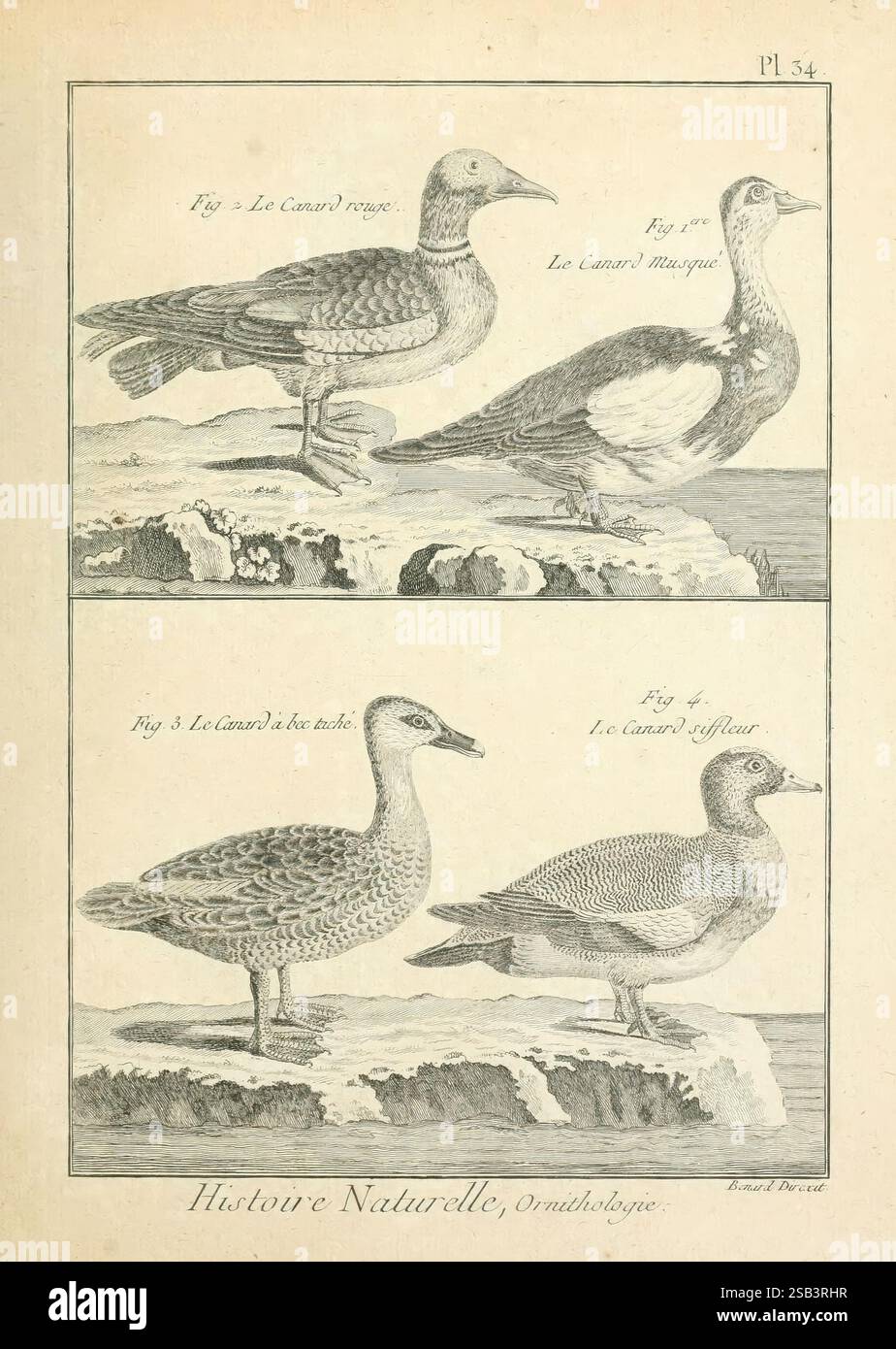 Upper section features two birds hi-res stock photography and images ...