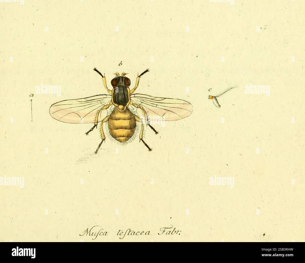 Historical entomological works hi-res stock photography and images - Alamy