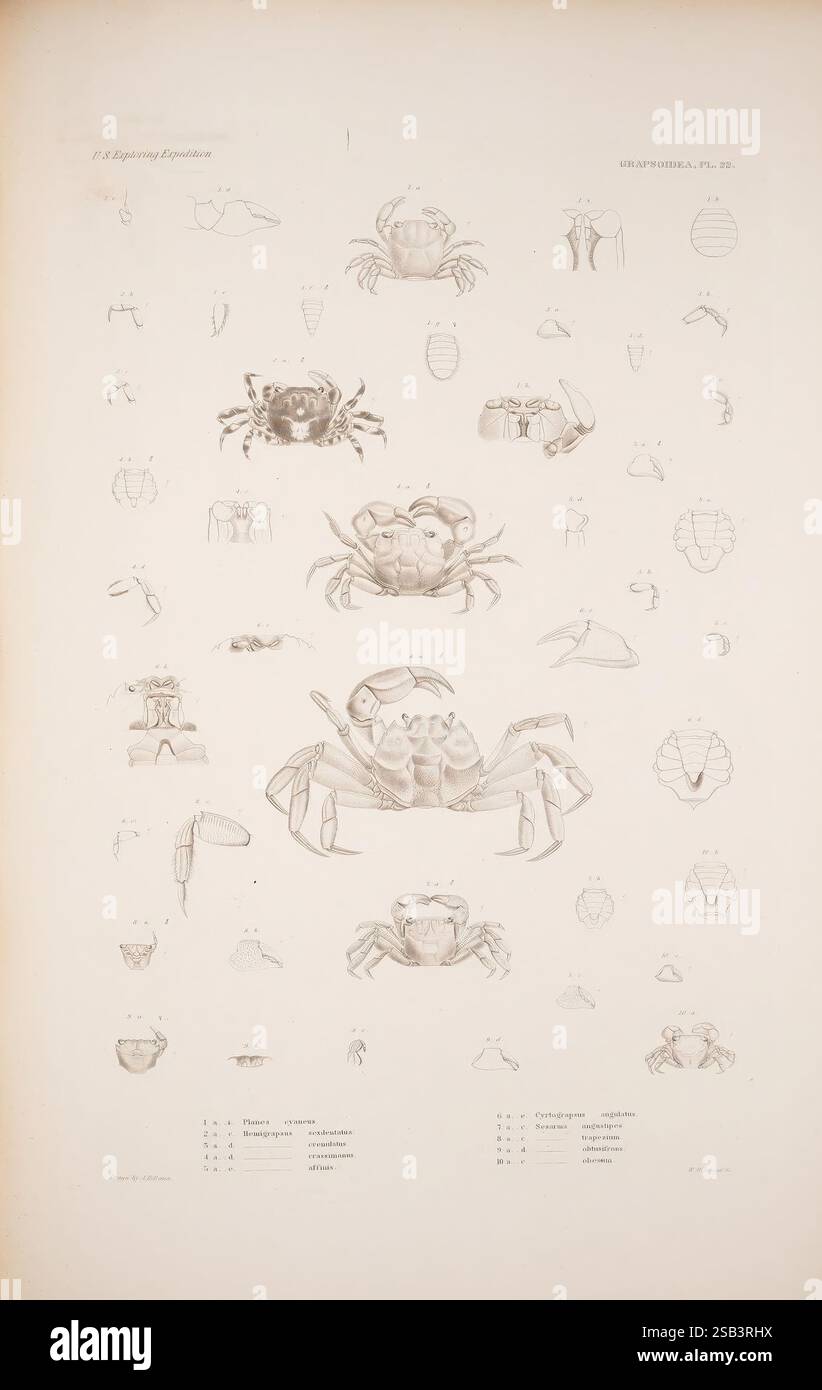Crustacea, Philadelphia, Printed by C. Sherman, 1852-55 [i.e. 1861 ...