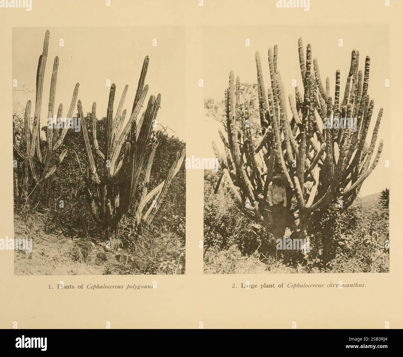 The Cactaceae, Washington, Carnegie Institution of Washington, 1919 ...