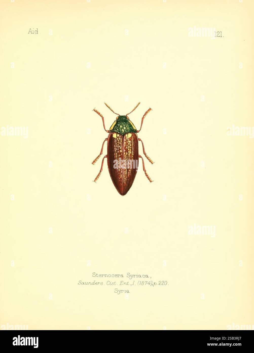 Sternocera syringea beetle hi-res stock photography and images - Alamy