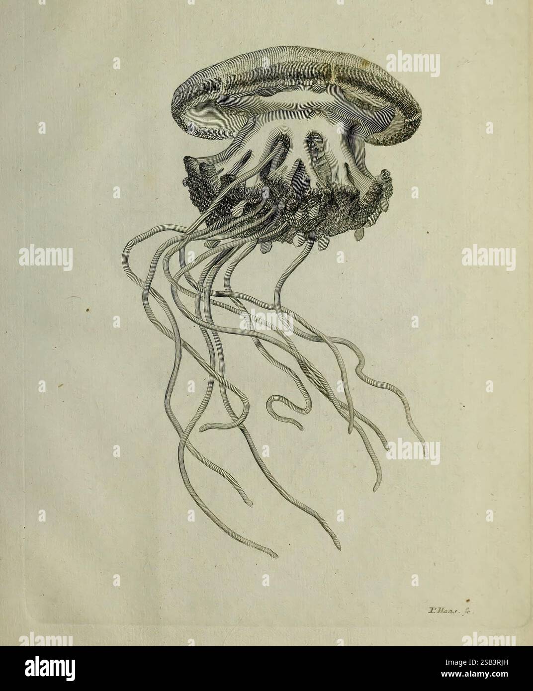 Jellyfishs unique features hi-res stock photography and images - Alamy