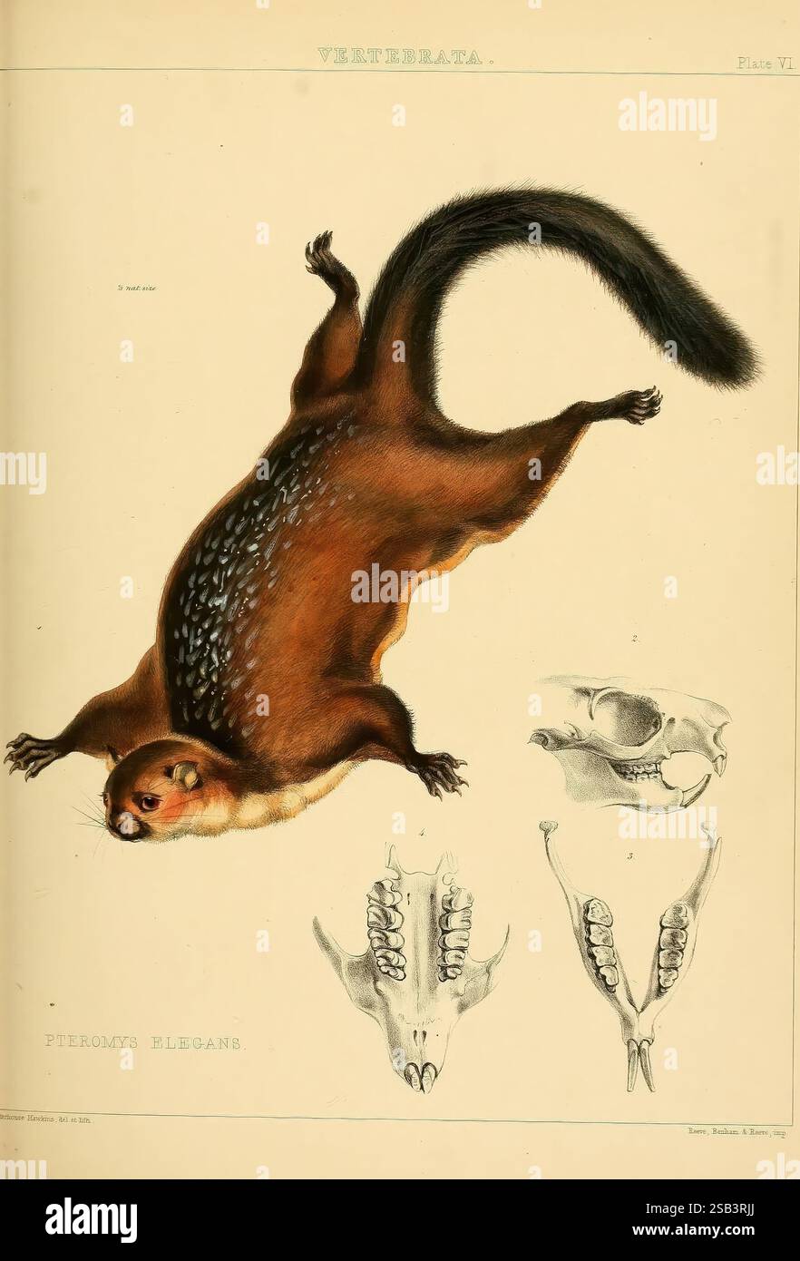 The, Zoology, of, the, voyage of H.M.S, Samarang, under, the, command ...