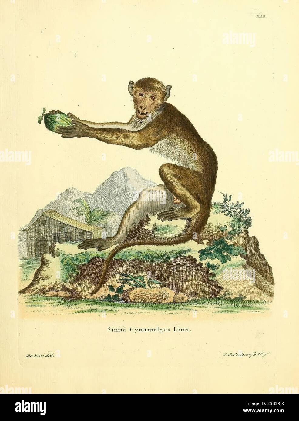 Macaques fur texture hi-res stock photography and images - Alamy