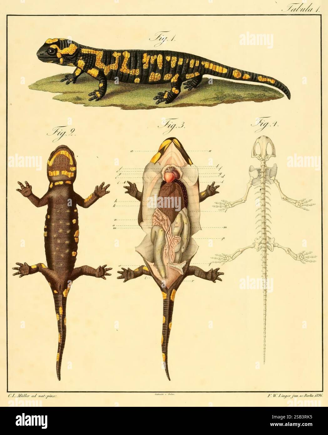 Anatomía Interna De La Salamandra An Integrative Taxonomic Analysis
