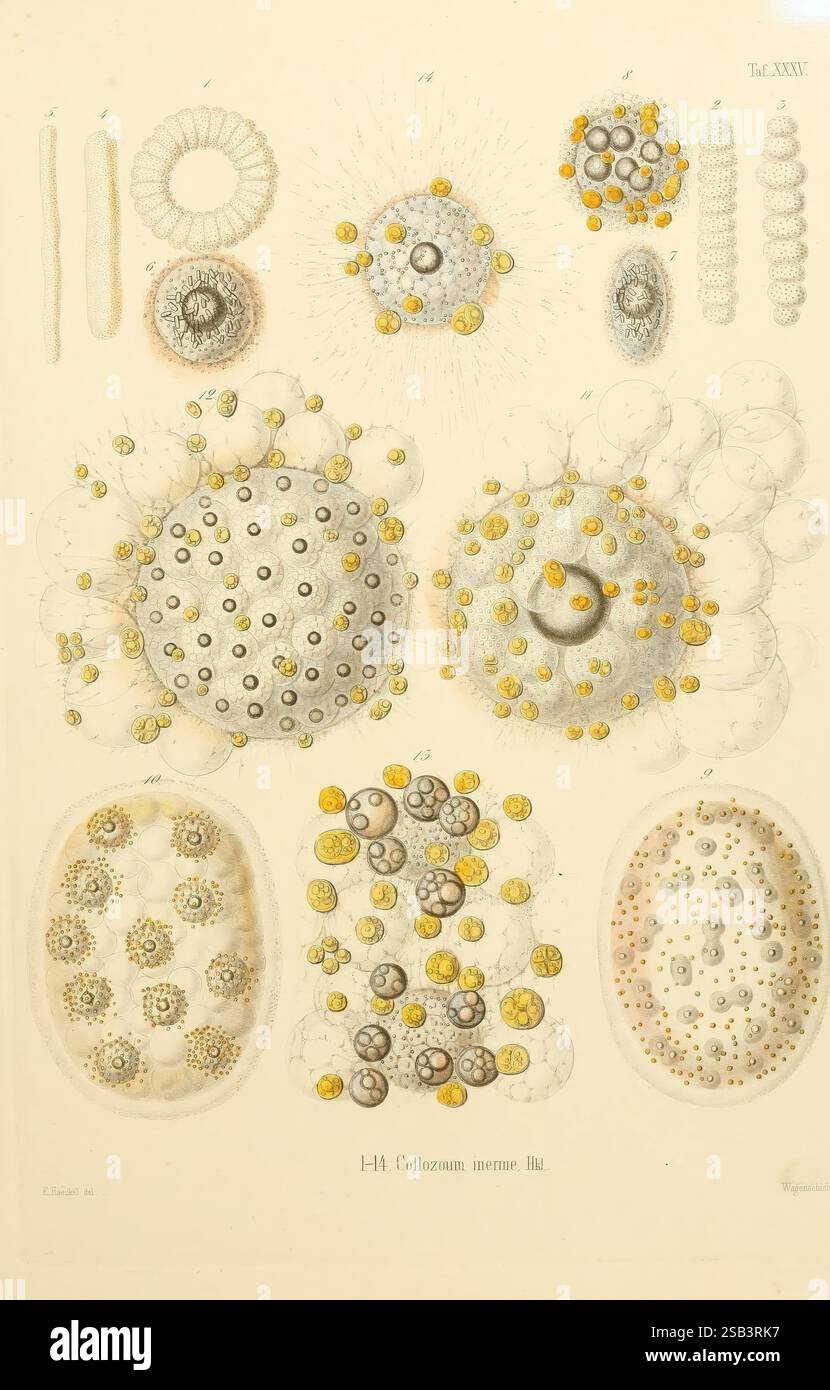 Die Radiolarien (Rhizopoda radiaria), Berlin, G. Reimer, 1862-1888 ...