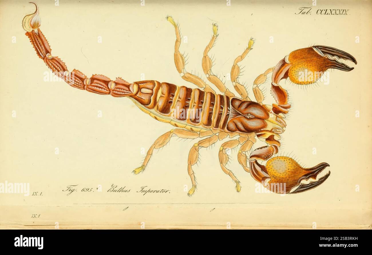 Pandinus imperator buthus imperator emperor scorpion hi-res stock ...