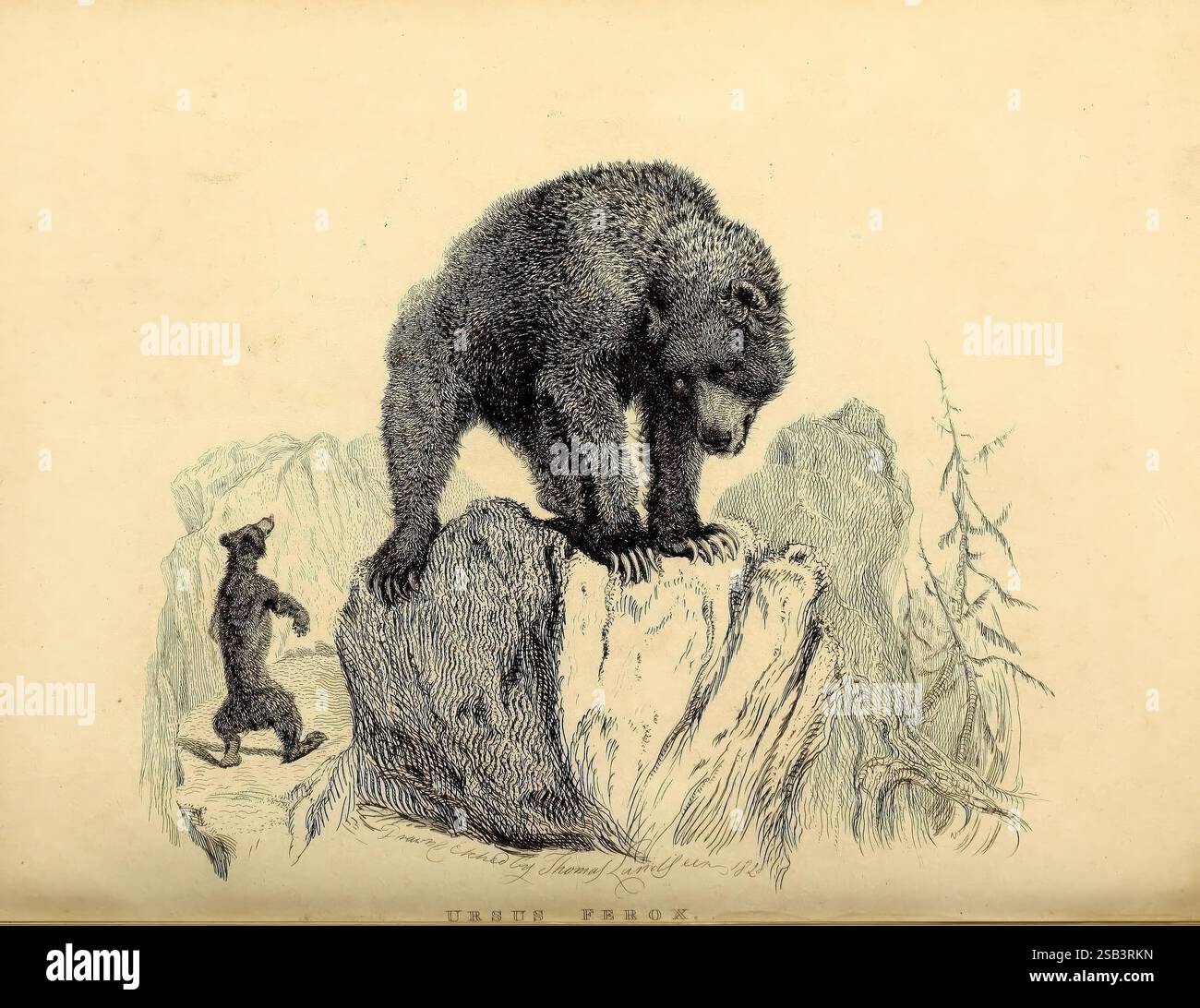 Larger bear stands atop hi-res stock photography and images - Alamy