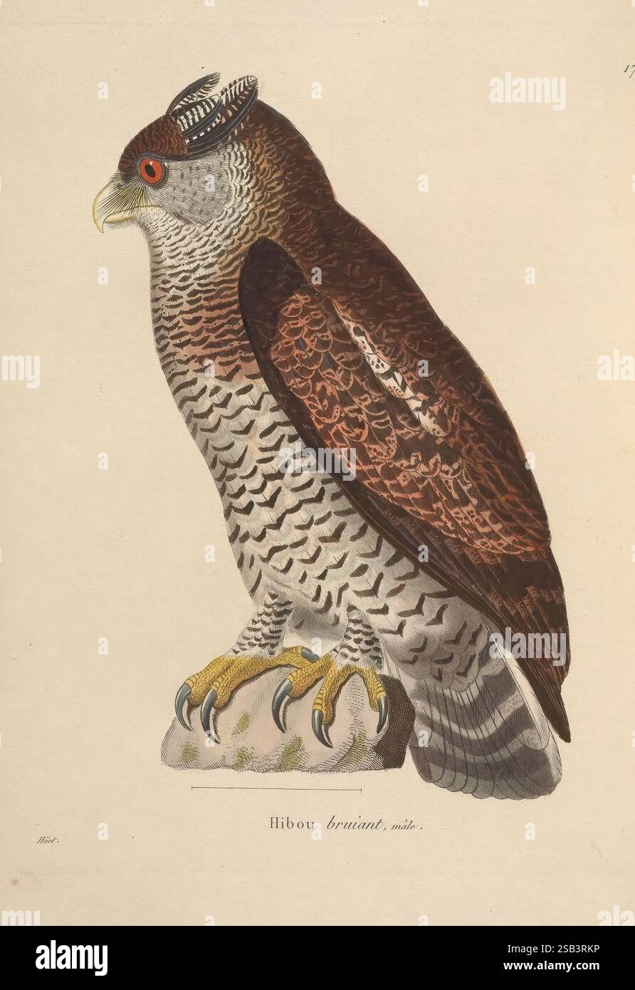 1838 birds pictorial works bubo sumatranus strix strepitans hi-res ...