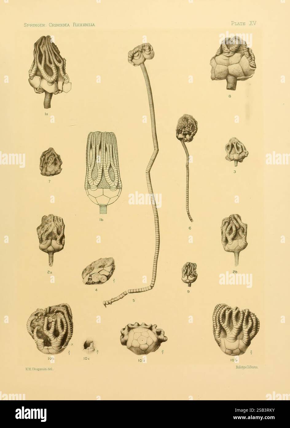 Organisms skeletal architecture hi-res stock photography and images - Alamy