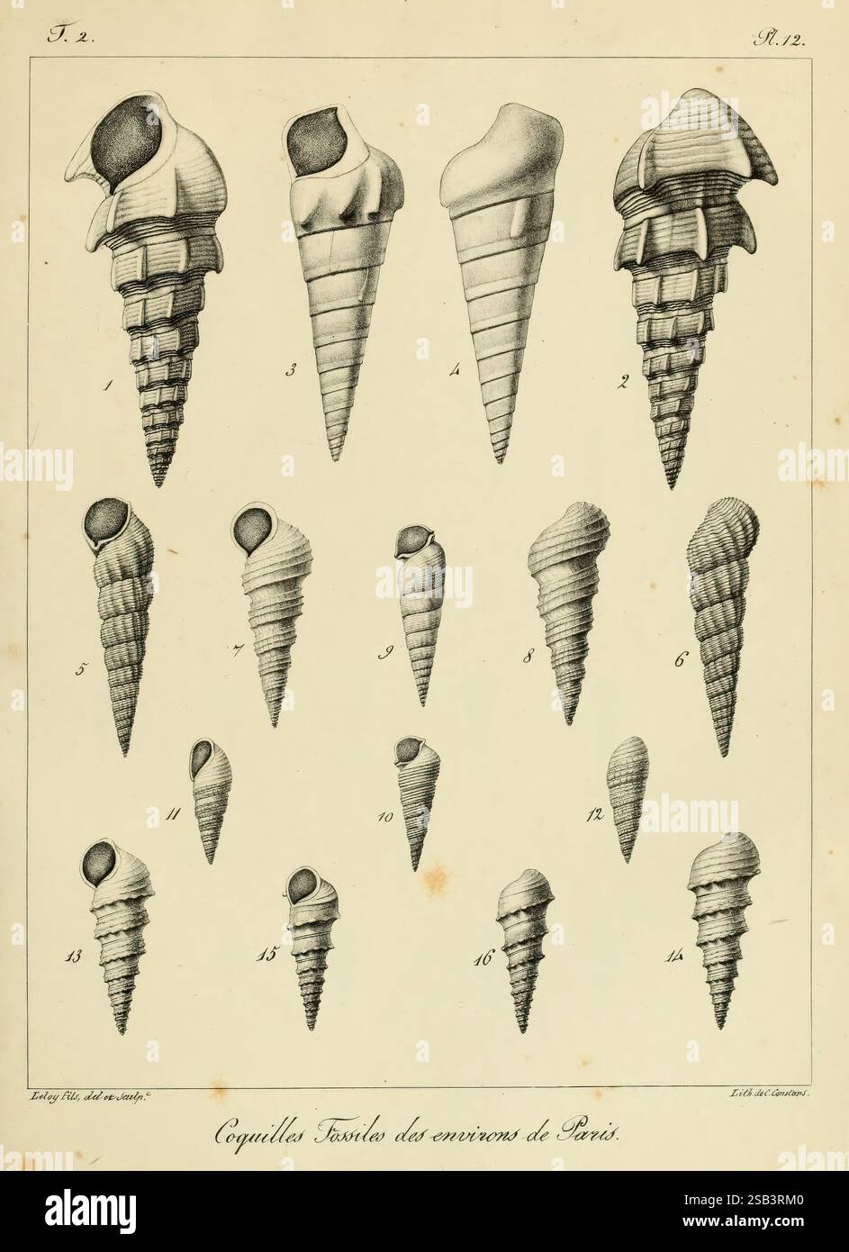 Description des coquilles fossiles des environs de Paris, Paris, L ...