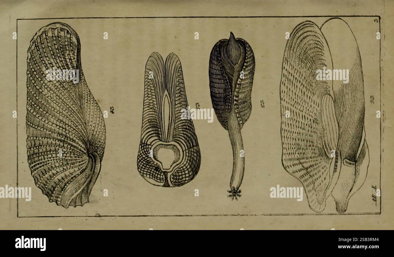 Unterhaltungen aus der Naturgeschichte, Augsburg, Schlosser, 1834 ...