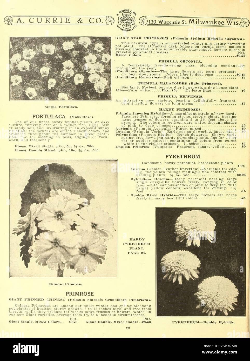Primula kewensis detailed explanation hi-res stock photography and ...