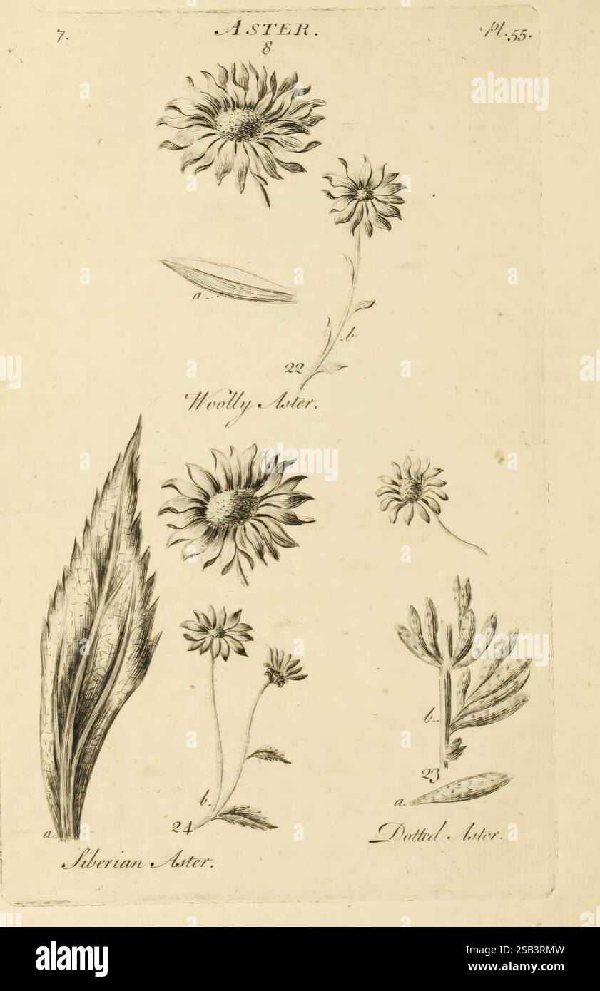 The vegetable system, London, Printed at the expence of the author and ...