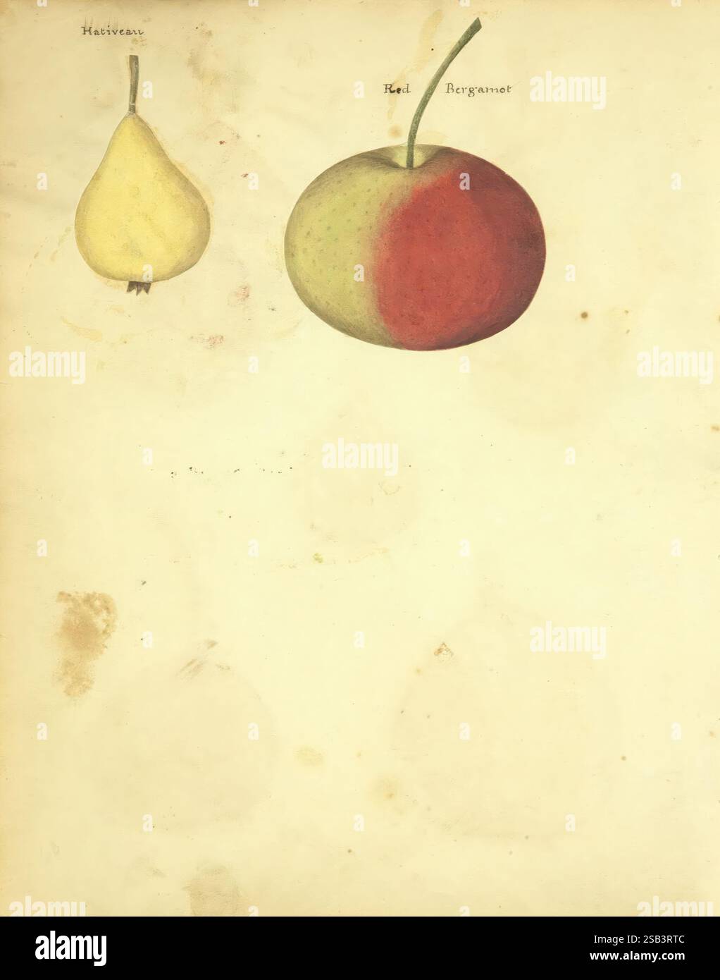 Composition features two distinct fruits prominently displayed hi-res ...