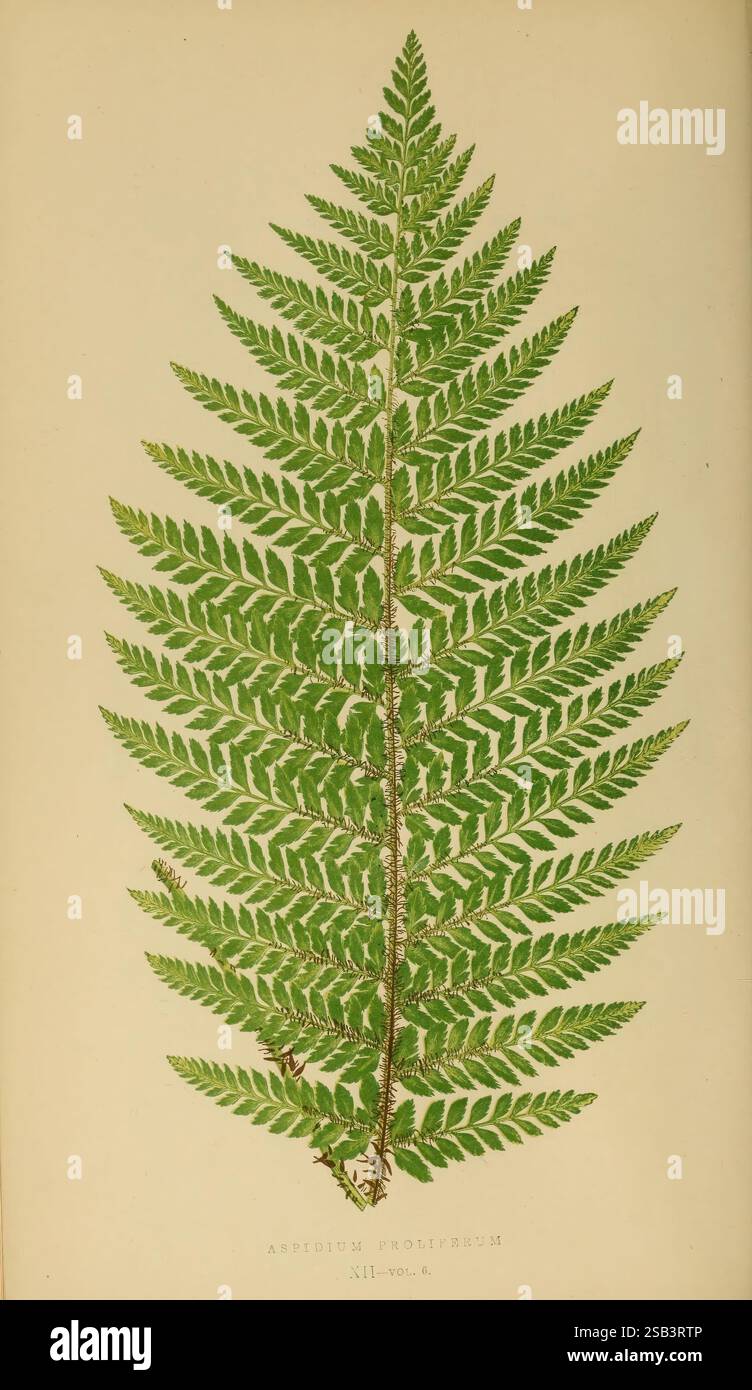 Aspidium wholtius hi-res stock photography and images - Alamy