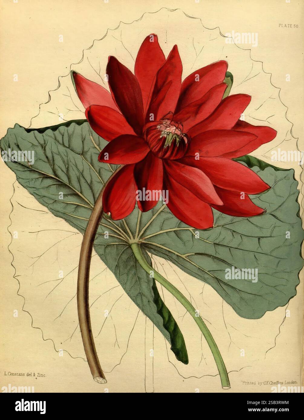 Paxton's flower garden London Bradbury and Evans 1850 1853, The image ...