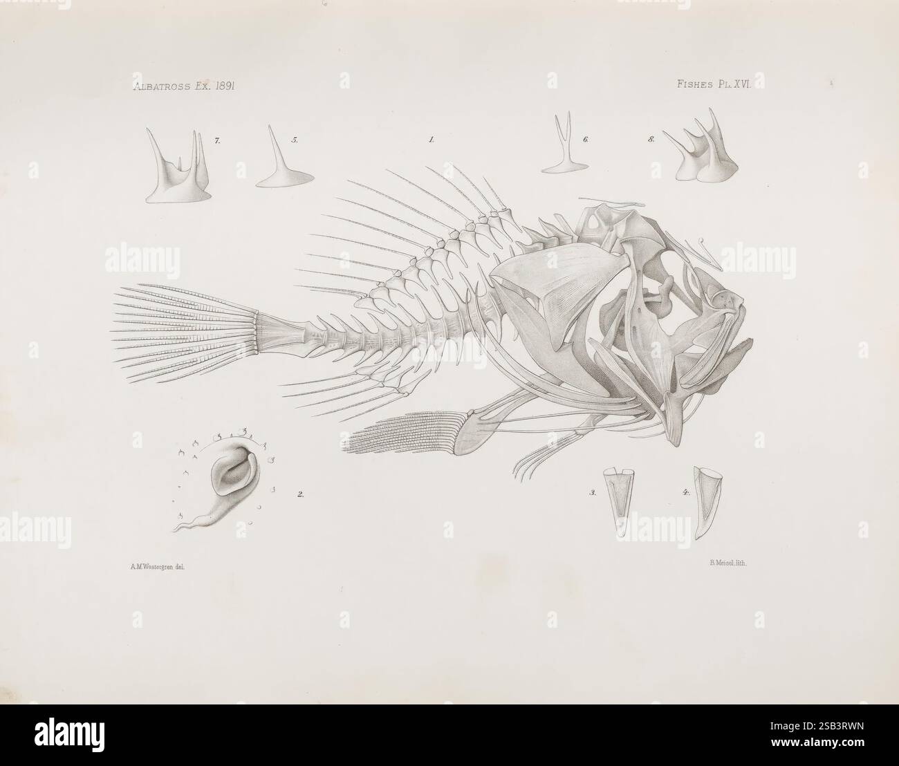 Vertebral column fish hi-res stock photography and images - Alamy