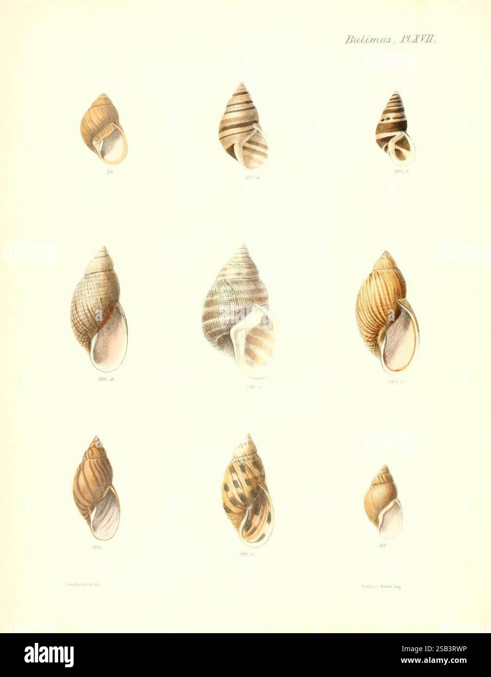 Conchologia iconica, or Illustrations of the shells of molluscous ...