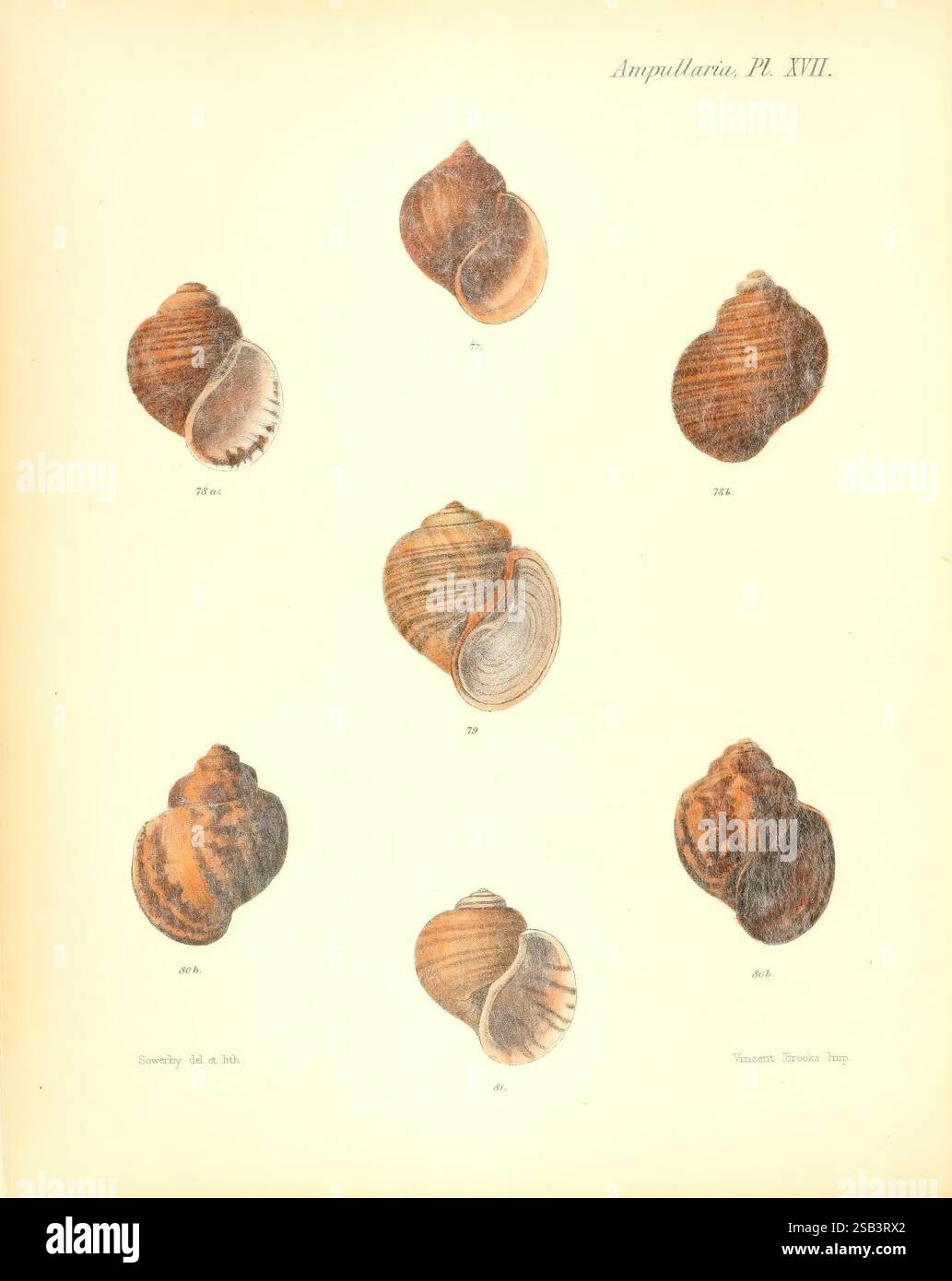 Conchologia iconica, or Illustrations of the shells of molluscous ...