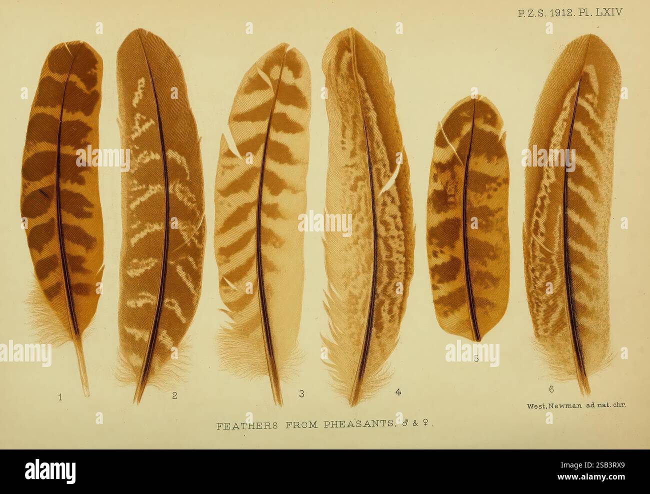 Proceedings of the Zoological Society of London London Academic Press ...