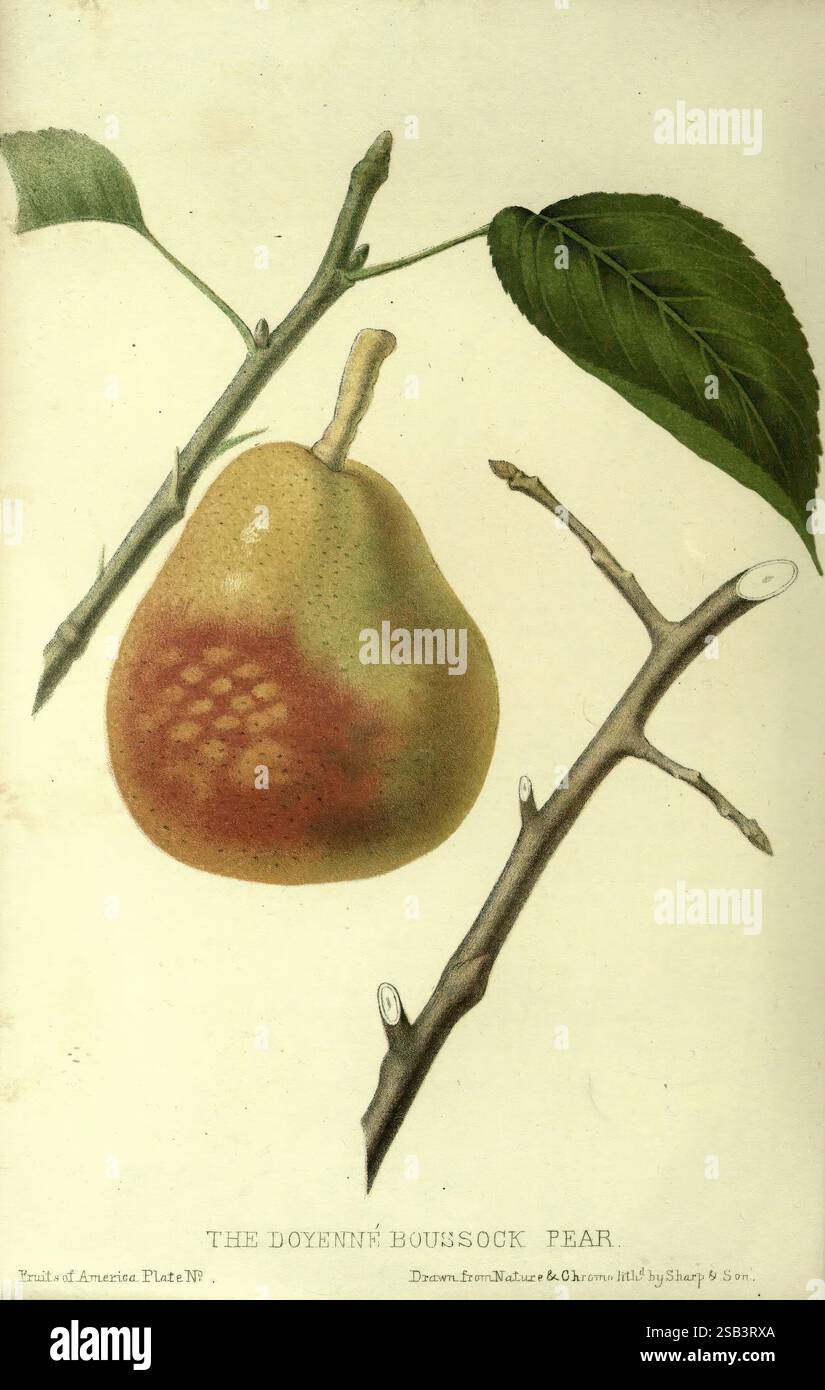 The Fruits of America New York, D. Appleton & Co, 1853. Fruit Pictorial ...