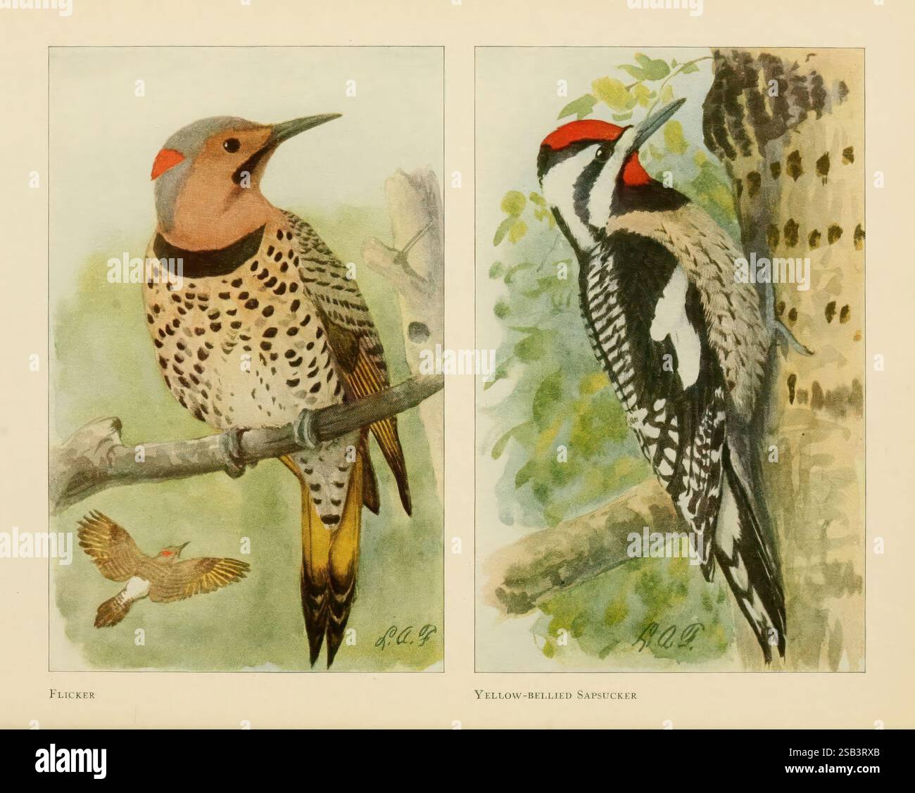 Yellow bellied sapsucker showcases hi-res stock photography and images ...