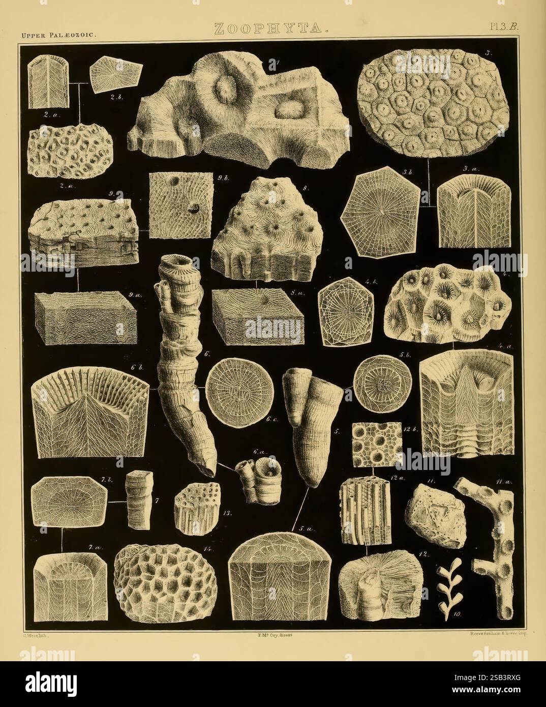 A synopsis of the classification of the British Palæozoic rocks, London ...
