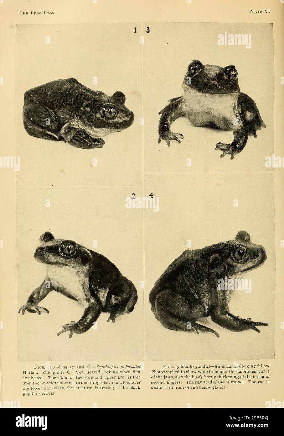 The frog book New York Doubleday Page 1907 Amphibians North America ...