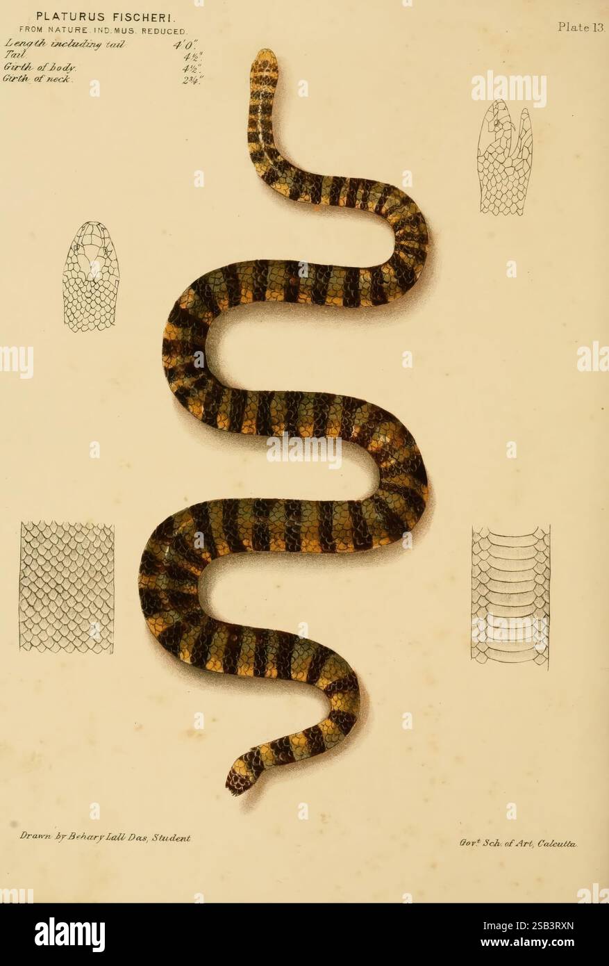 The poisonous snakes of India. London: J. & A. Churchill, 1878. India ...