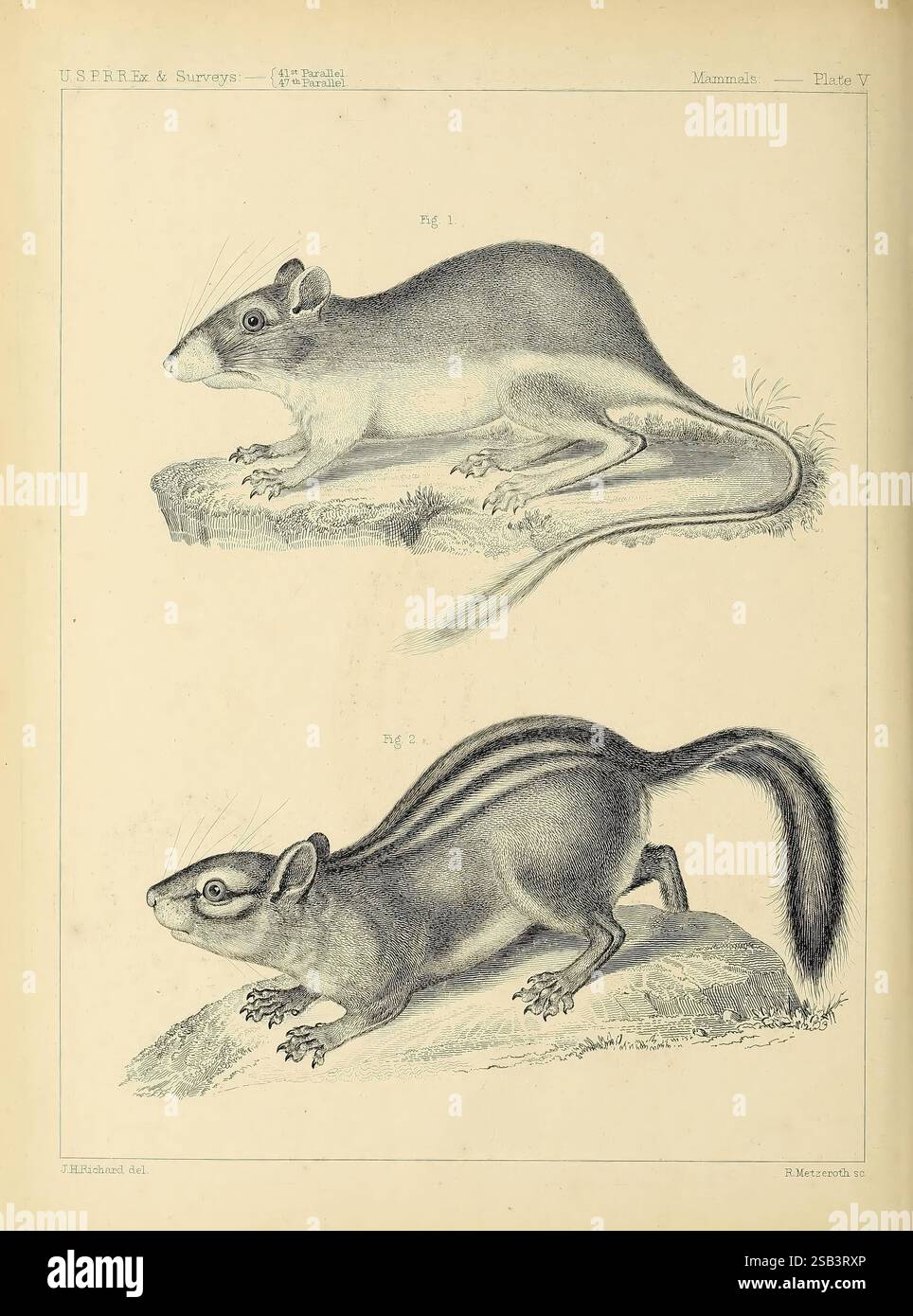 Second mammal exhibits hi-res stock photography and images - Alamy