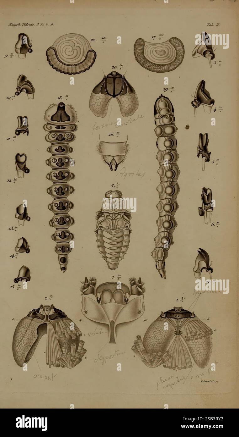 Coleoptera buprestidae larvae hi-res stock photography and images - Alamy