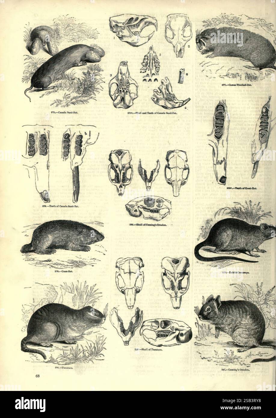 The Pictorial Museum of Animated Nature London, C. Cox, [1844 ...