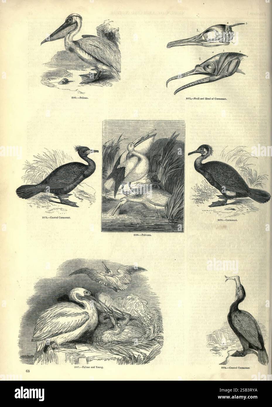The, Pictorial, Museum, of, Animated, Nature, London, C. Cox, [1844 ...