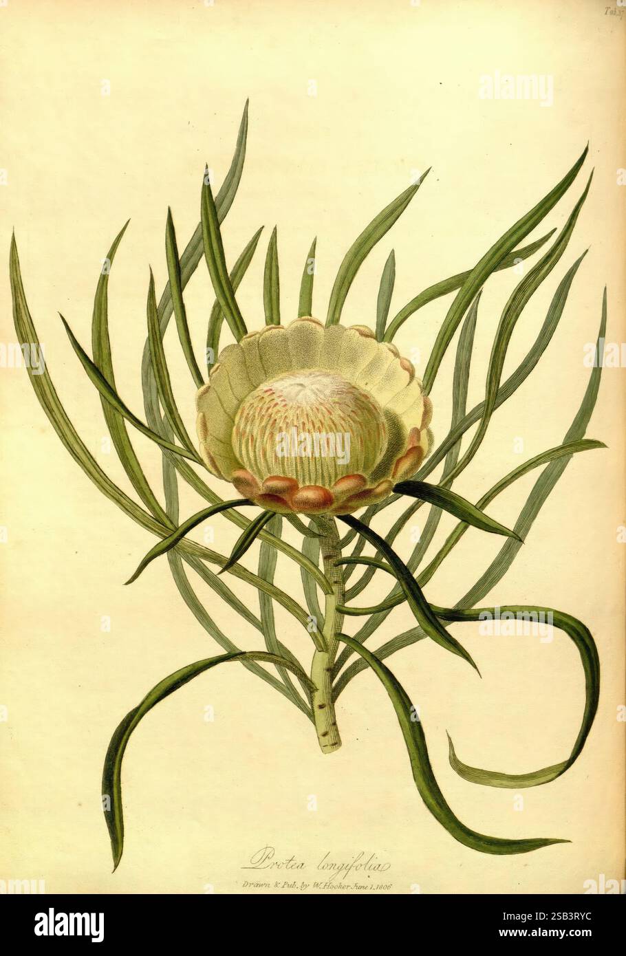 Portia longifolia hi-res stock photography and images - Alamy