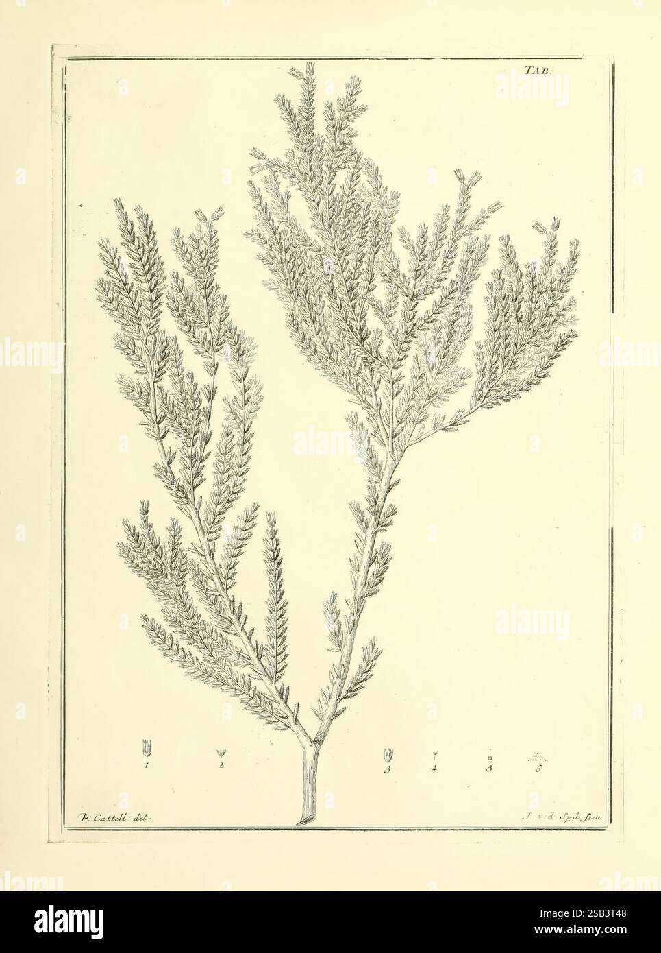 Various small botanical symbols hi-res stock photography and images - Alamy