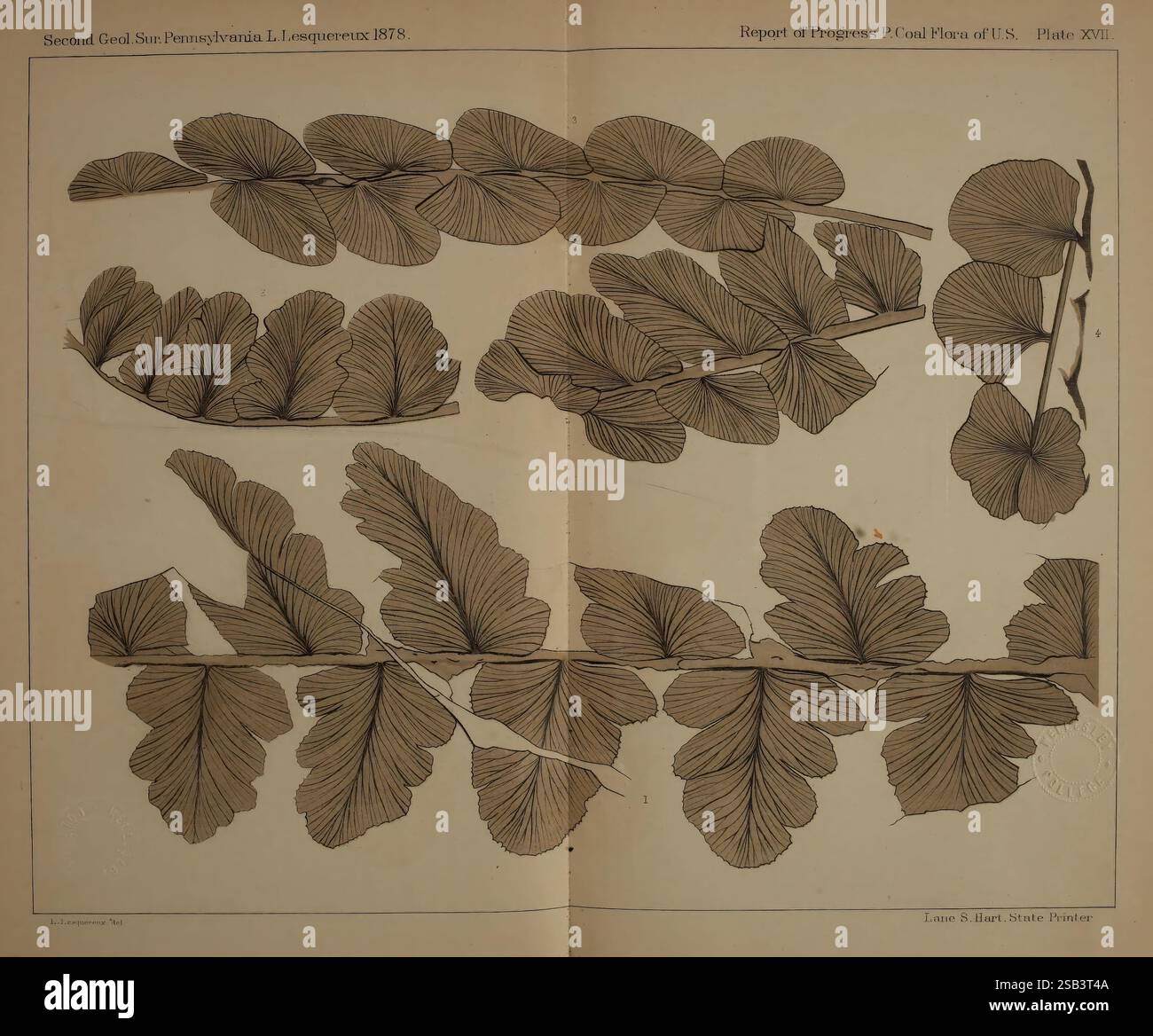 Description, of, the, coal, flora, of, the, Carboniferous, formation ...
