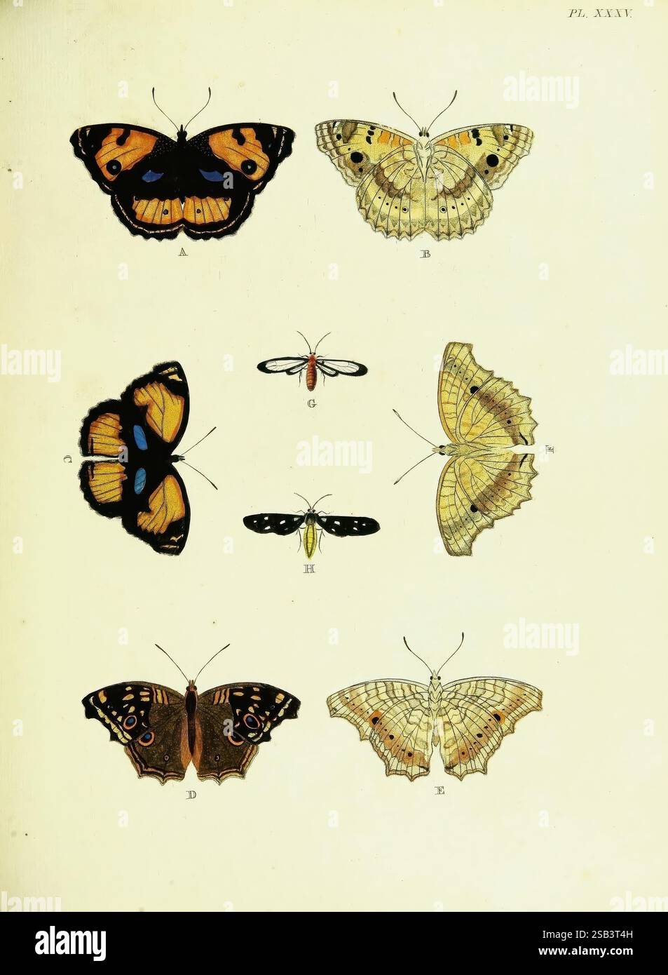 Upper section showcases three butterflies hi-res stock photography and ...